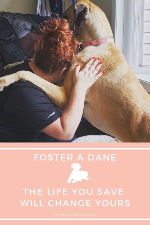 Is Fostering A Great Dane For Me? - Dane Good Blog